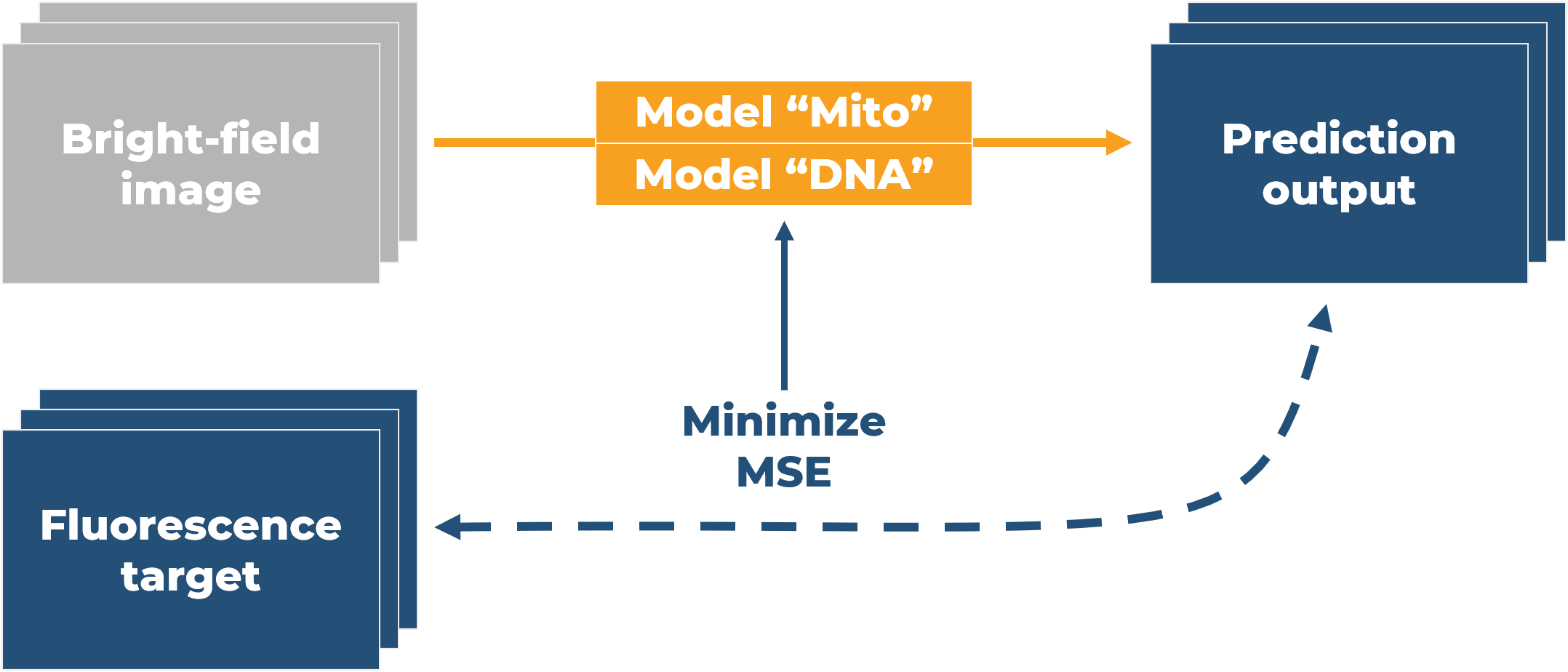 Subcellular Mitochondria Structure Prediction In Label Free Microscope Images Using